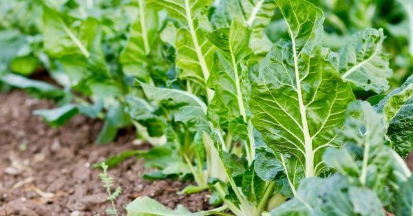 Beet Flow & 5 Solutions For Sluggish Bile Flow - Nifty Wellness