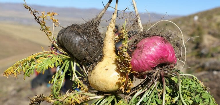 Types Of Maca: 3 Roots And Their Powerful Benefits