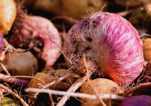 Types Of Maca: 3 Roots And Their Powerful Benefits