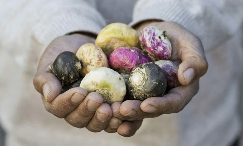 Types Of Maca: 3 Roots And Their Powerful Benefits