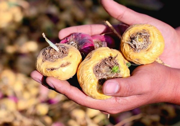 Types Of Maca: 3 Roots And Their Powerful Benefits