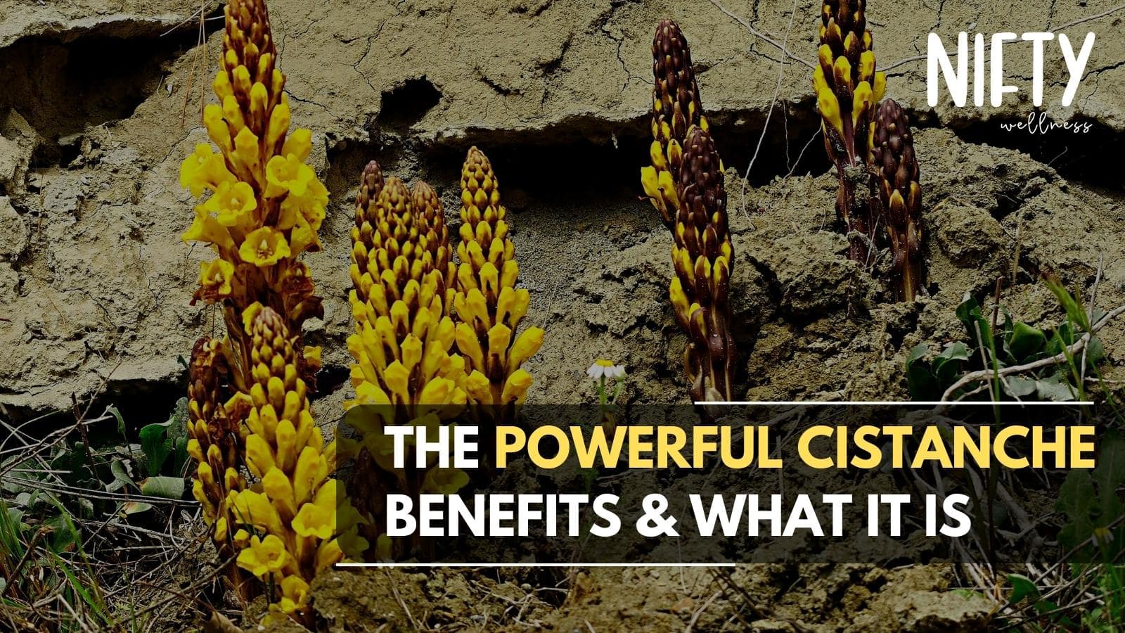5 Cistanche Benefits: Revitalize Your Life - Nifty Wellness