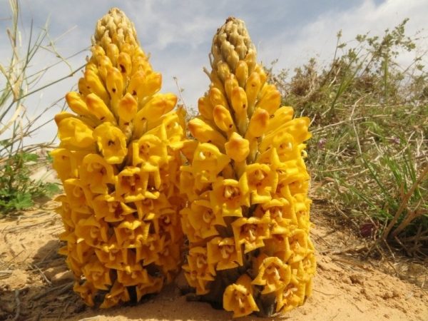 5 Cistanche Benefits: Revitalize Your Life - Nifty Wellness