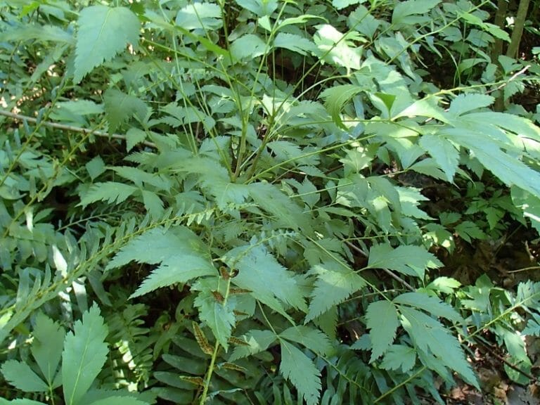 Discover 6 Amazing Yellow Root Tea Benefits - Nifty Wellness