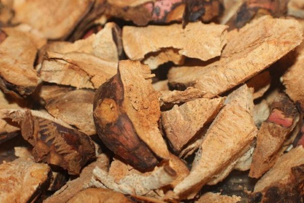 5 Powerful Chaney Root Benefits & What It Is - Nifty Wellness