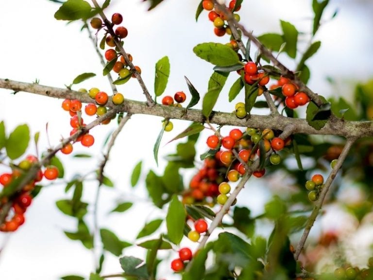 4 Yaupon Tea Benefits: Boost Your Health - Nifty Wellness