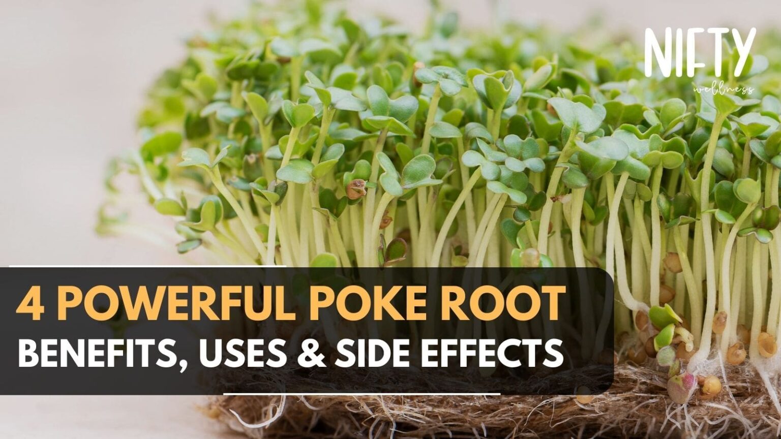 4 Poke Root Benefits, Uses & Side Effects - Nifty Wellness