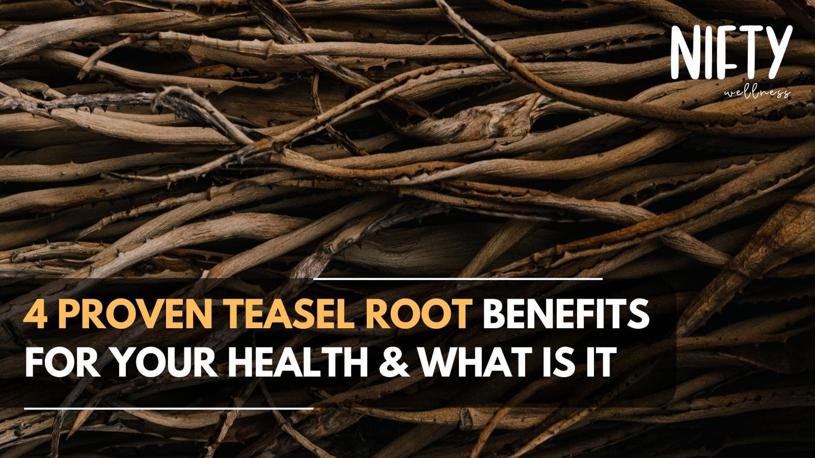 Teasel Root Benefits: The Elixir You Need - Nifty Wellness
