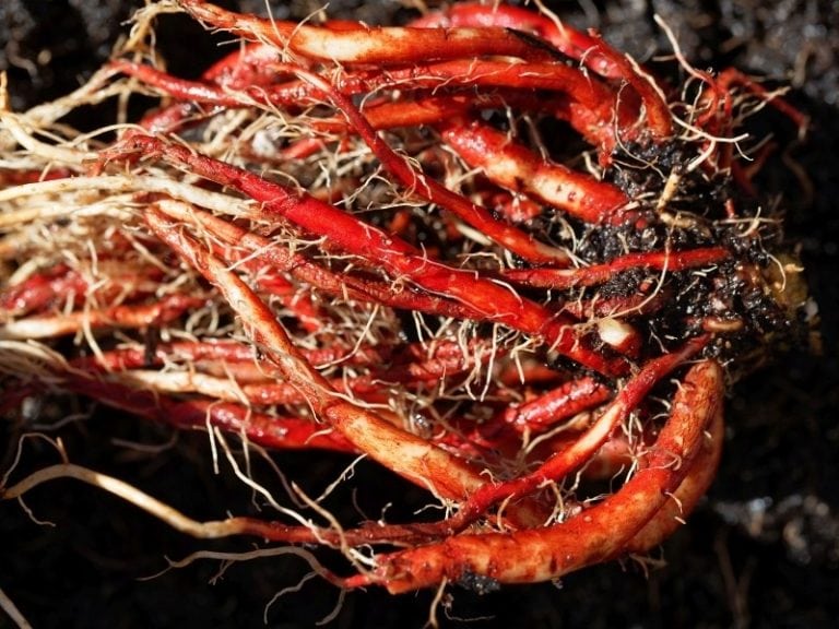 3 Red Sage Root Benefits & Side Effects - Nifty Wellness