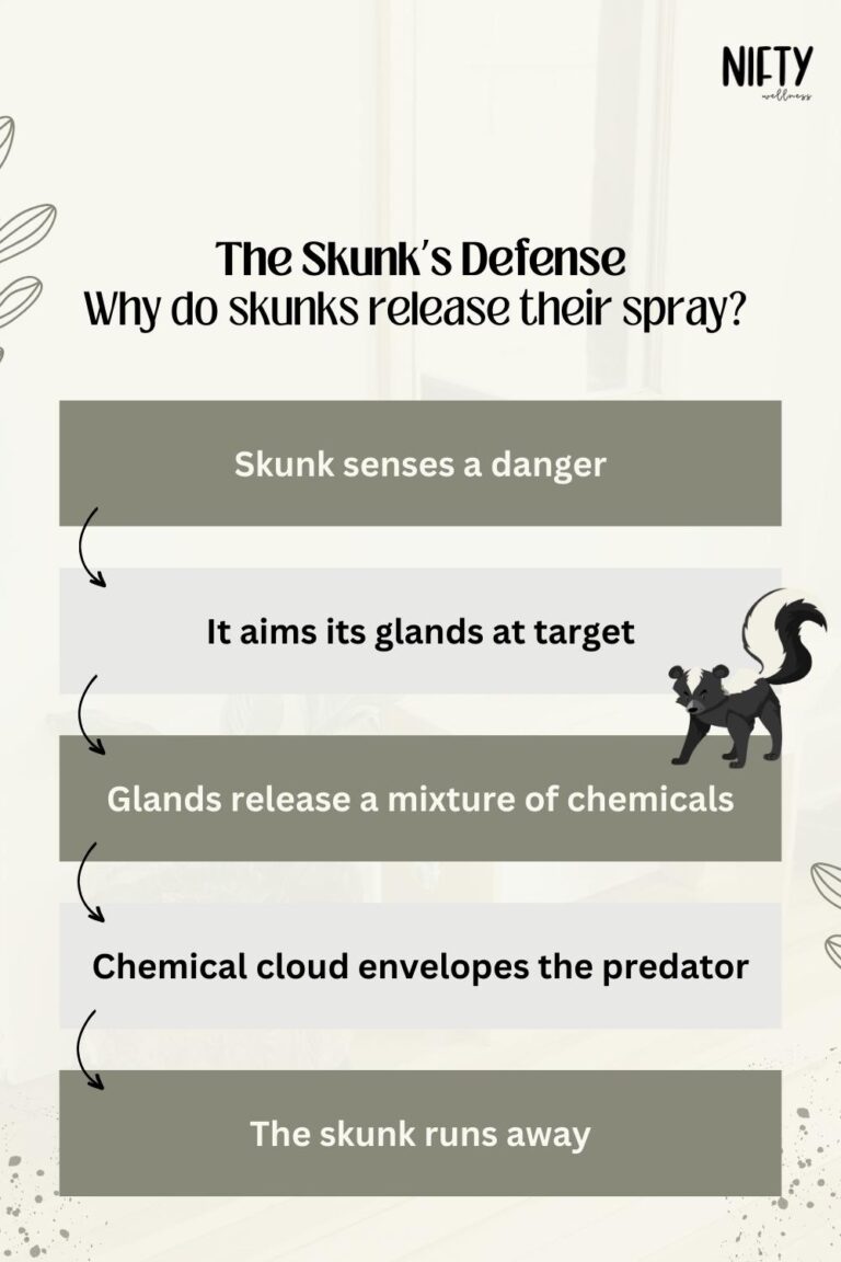 Top 5 Essential Oils for Skunk Smell - Nifty Wellness