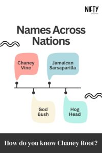 5 Powerful Chaney Root Benefits & What It Is - Nifty Wellness