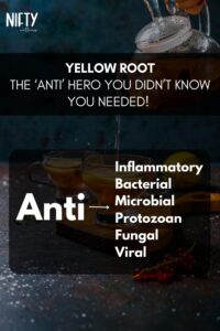 Discover 6 Amazing Yellow Root Tea Benefits - Nifty Wellness