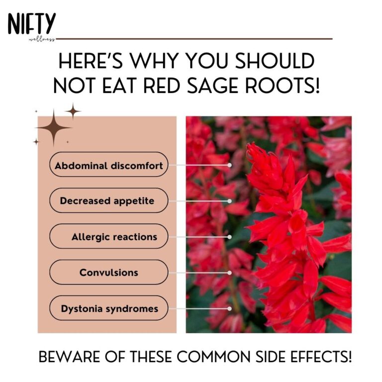 3 Red Sage Root Benefits & Side Effects - Nifty Wellness