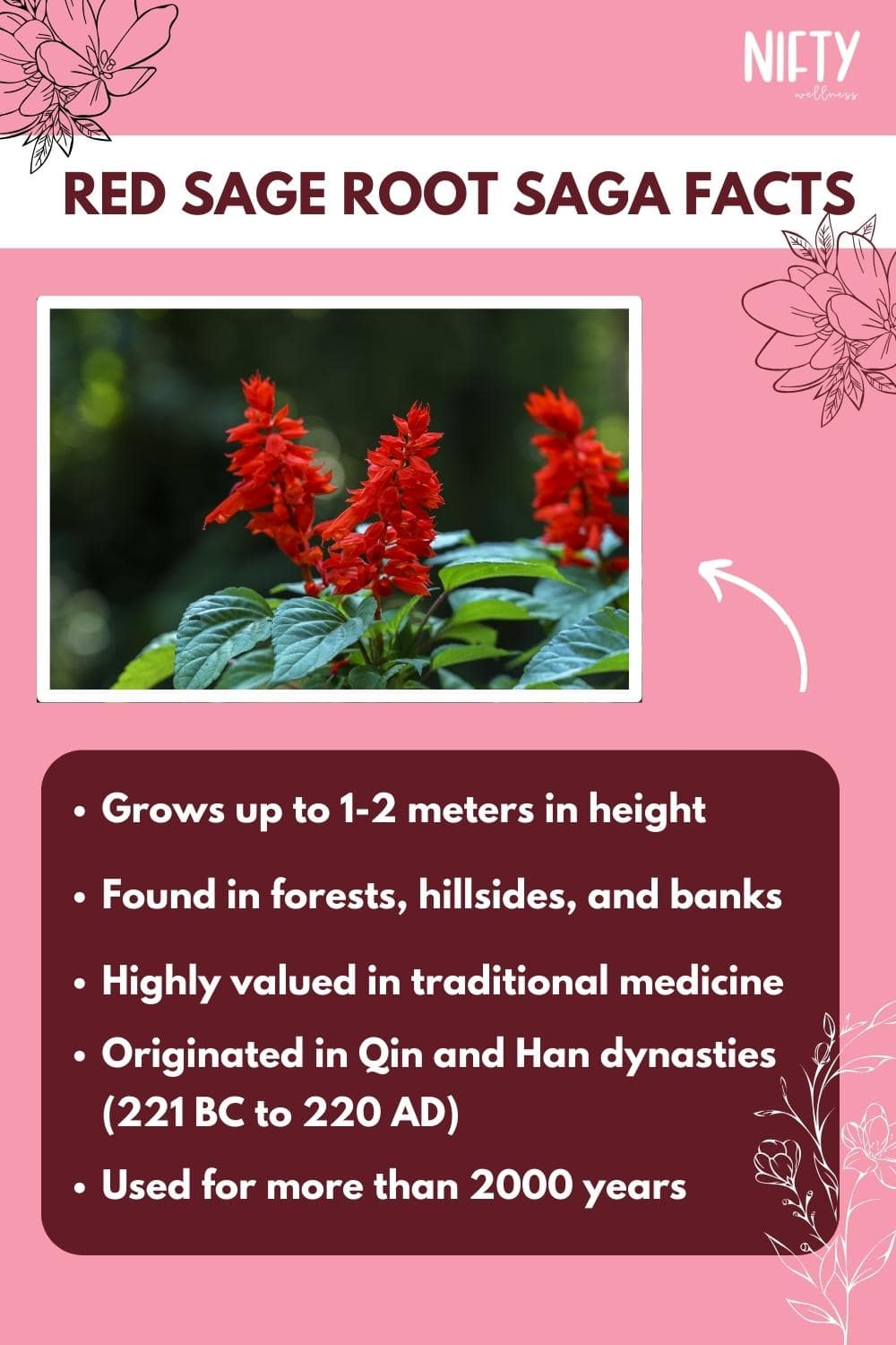 3 Red Sage Root Benefits & Side Effects - Nifty Wellness