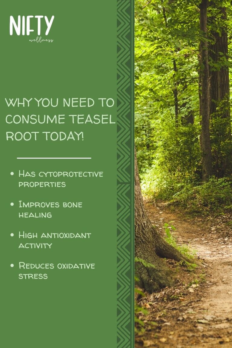 Teasel Root Benefits: The Elixir You Need - Nifty Wellness